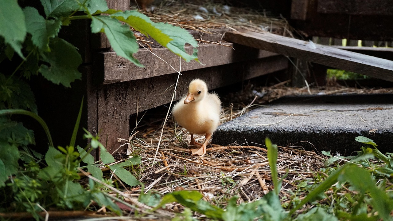Bebê De Ganso Pequeno Animal - Foto gratuita no Pixabay - Pixabay