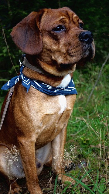 Cachorro Animal Bonitinho - Foto gratuita no Pixabay - Pixabay