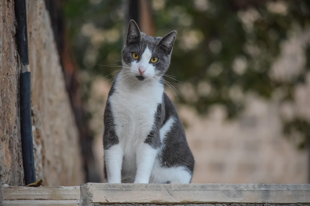 1,000+ Free Stray Cat & Cat Images - Pixabay
