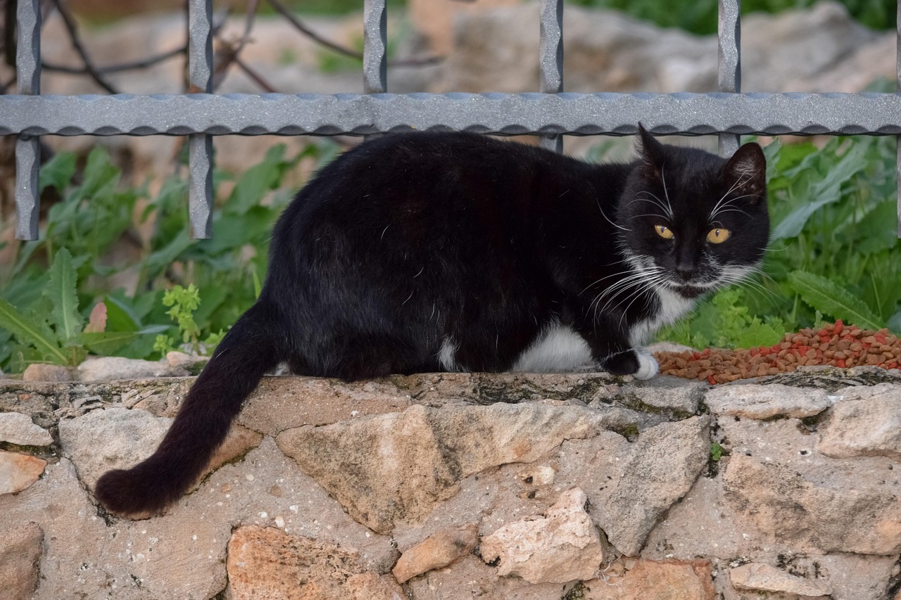1,000+ Free Stray Cat & Cat Images - Pixabay