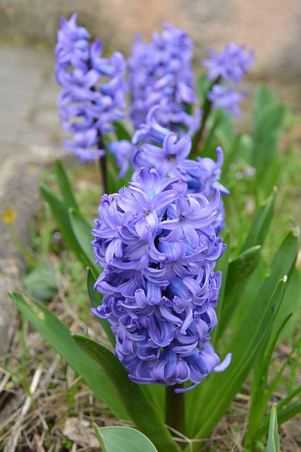 Nature Flower Hyacinth - Free photo on Pixabay - Pixabay