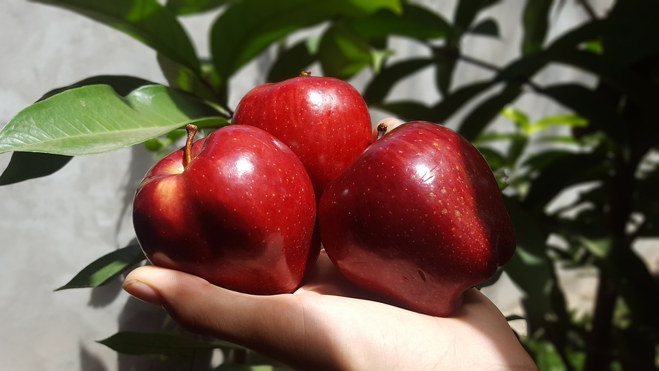 Fruit Manzana Eat - Free photo on Pixabay - Pixabay