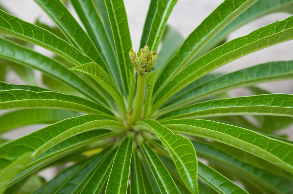 Plante Feuille La Nature - Photo gratuite sur Pixabay - Pixabay