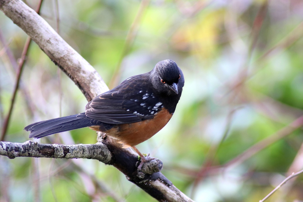 Wildlife Bird Nature - Free photo on Pixabay - Pixabay