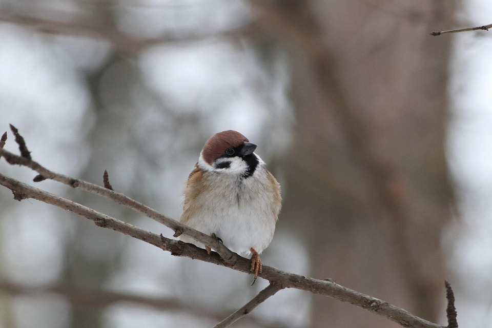 Free photo: Living Nature, Bird, Nature - Free Image on Pixabay - 3127157