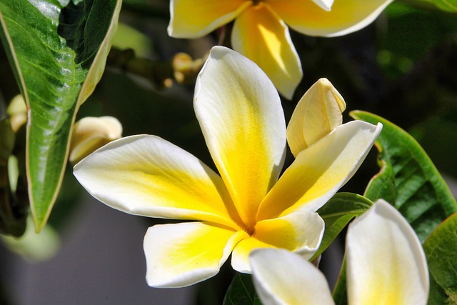 Bunga Kuning Alam - Foto gratis di Pixabay - Pixabay