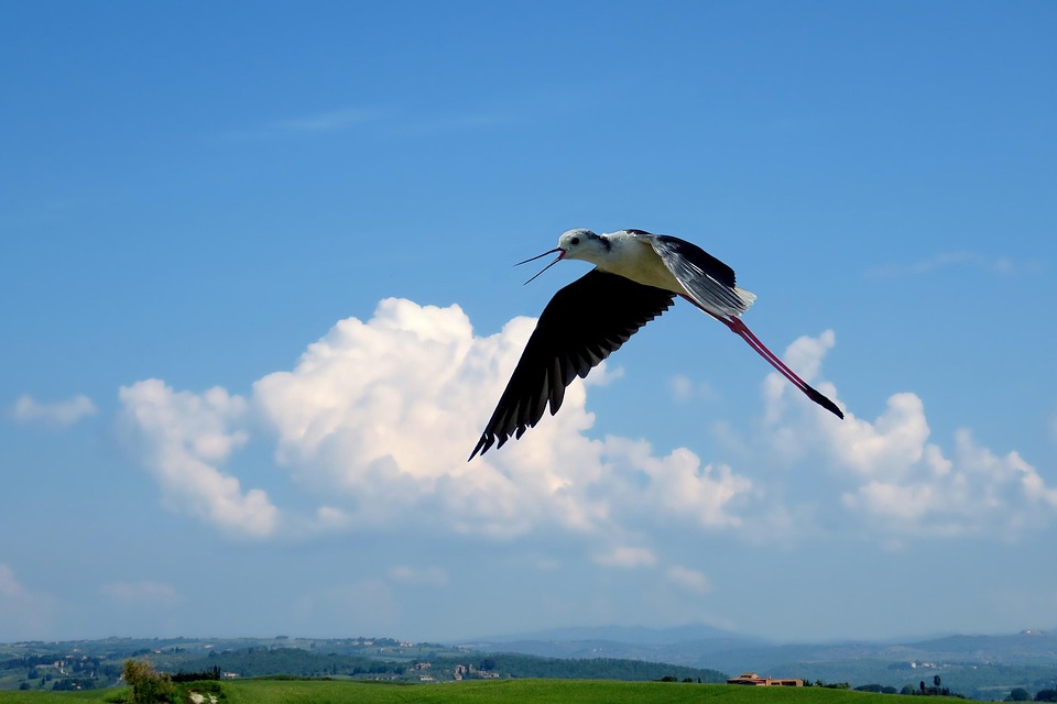 Nature Bird Flying - Free photo on Pixabay