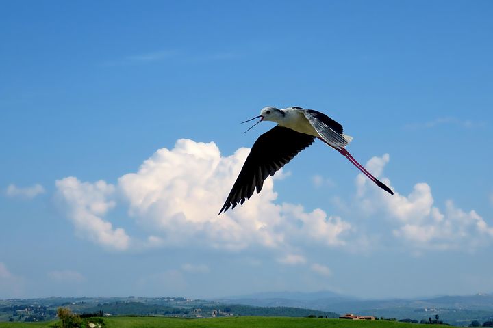 Pássaros Voando Fotos - Baixe imagens grátis - Pixabay