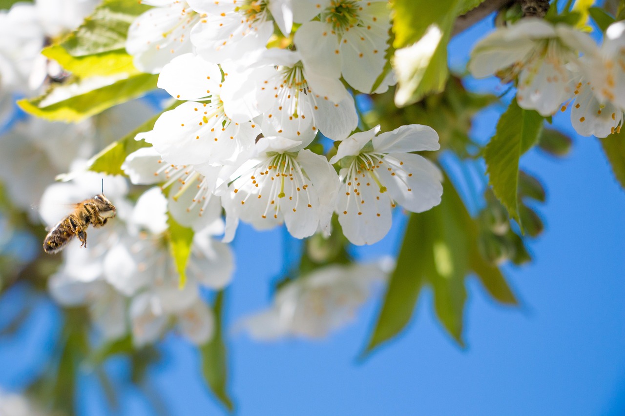 Flower Cherry Color - Free photo on Pixabay - Pixabay