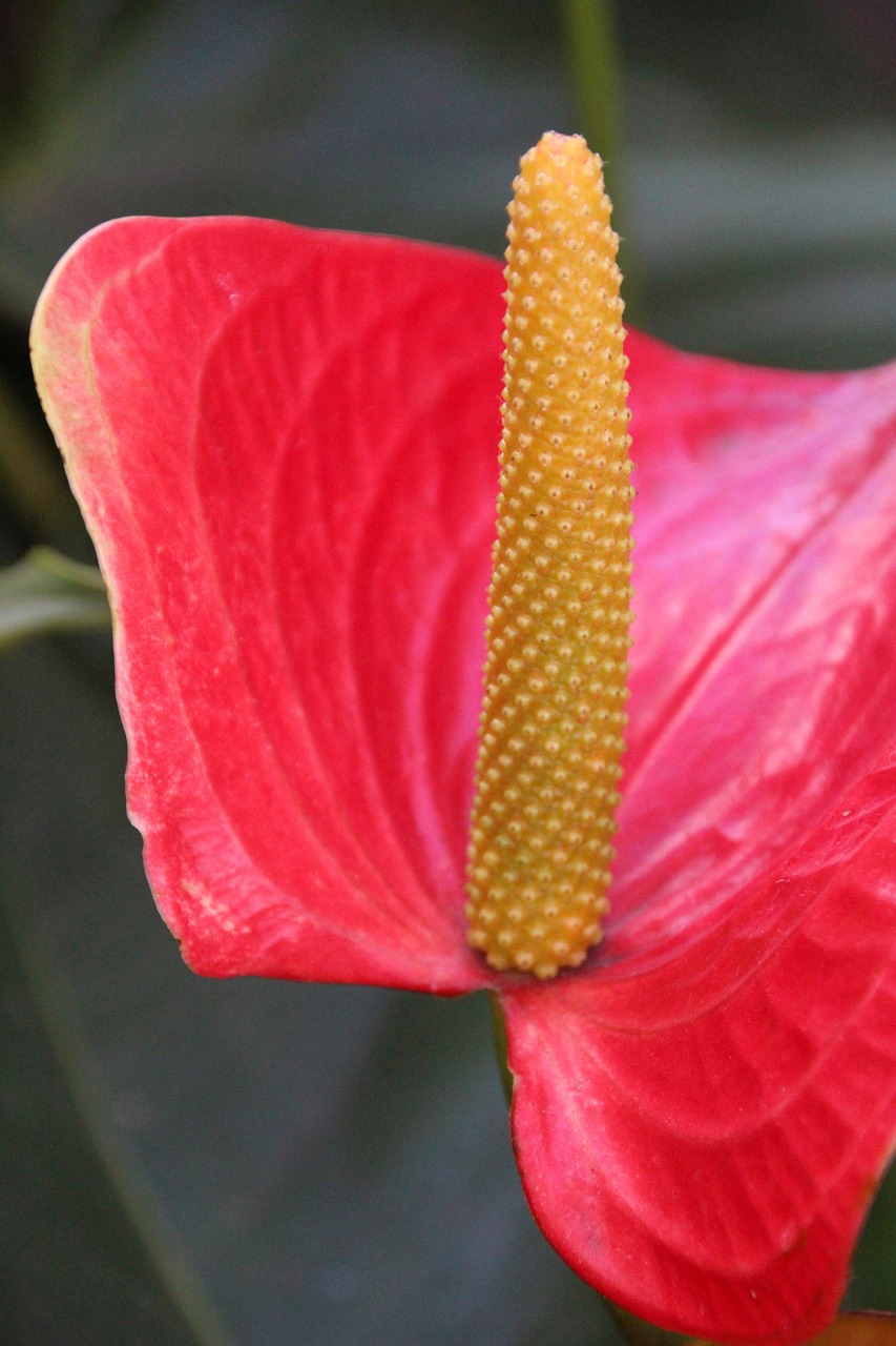 Flor Rojo Naturaleza - Foto gratis en Pixabay - Pixabay