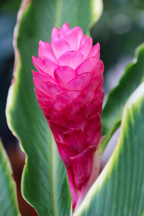 Plante Feuille Fleur La - Photo gratuite sur Pixabay - Pixabay