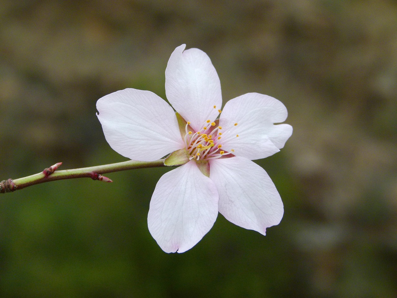 Amendoeira Em Flor Flores De - Foto gratuita no Pixabay - Pixabay