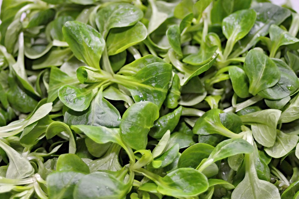 Lamb'S Lettuce Salad Leaves - Free photo on Pixabay