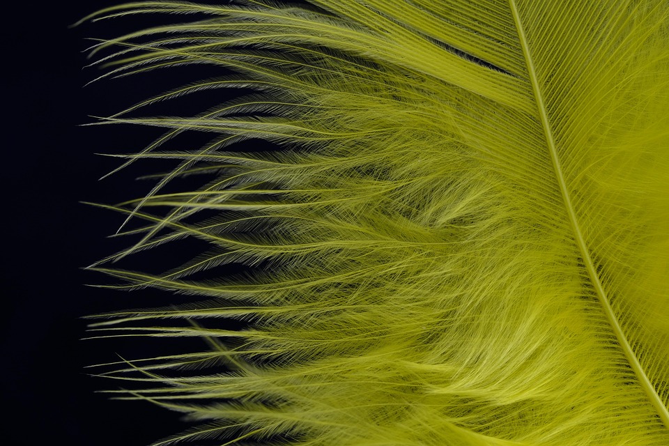 Feather Fluff Bird - Free photo on Pixabay