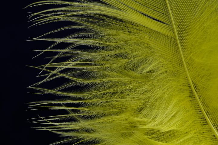 400+ Free Feather Background & Feather Images - Pixabay