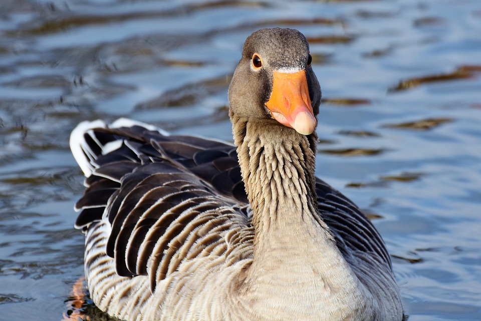 Wild Goose Angsa Burung Air - Foto gratis di Pixabay - Pixabay