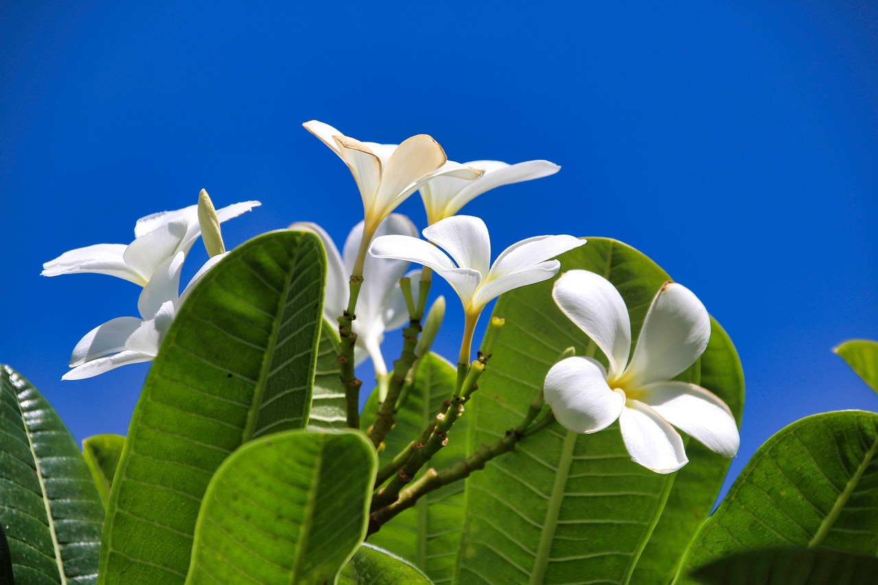 Blue Plumeria Tree