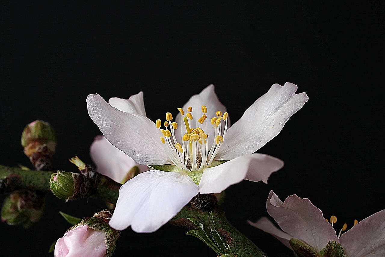 Flor De Almendro Planta Naturaleza - Foto gratis en Pixabay - Pixabay