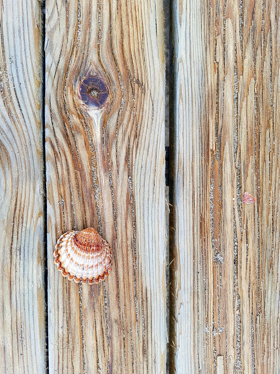 Shell Zee Strand - Gratis foto op Pixabay - Pixabay