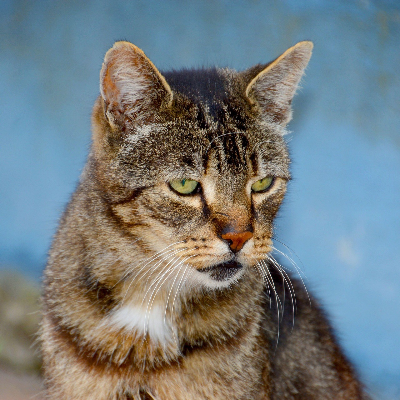 Cat Animal Mammal - Free photo on Pixabay - Pixabay