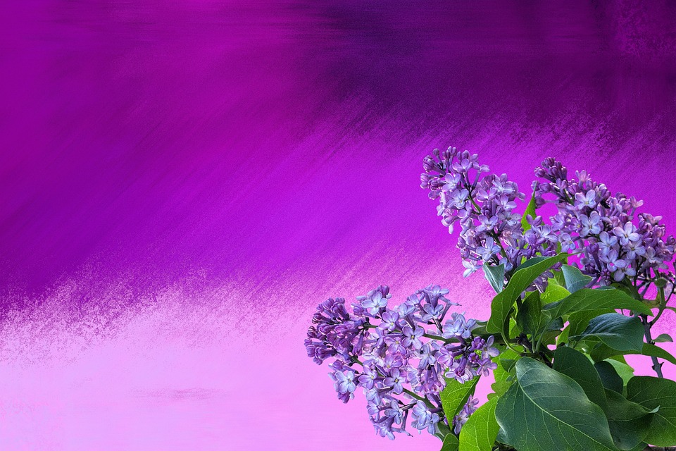 Spring Lilac Nature - Free photo on Pixabay