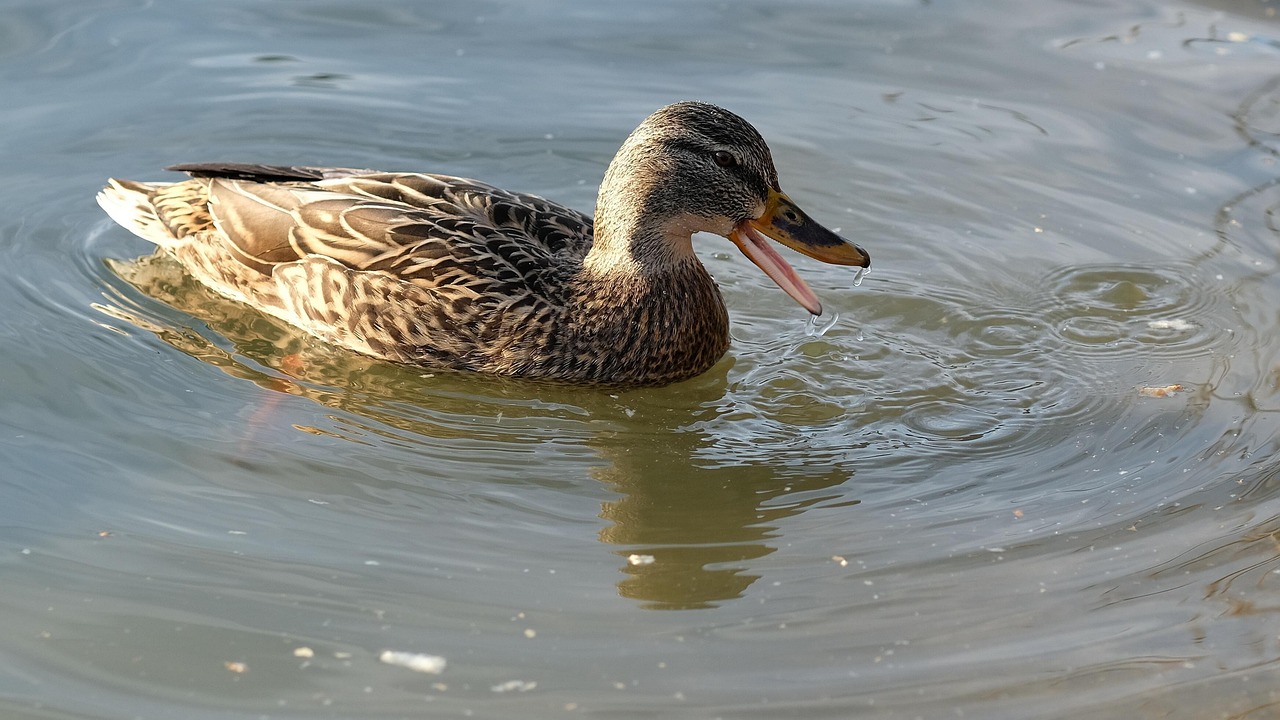 Pato Estanque Agua Ave - Foto gratis en Pixabay - Pixabay