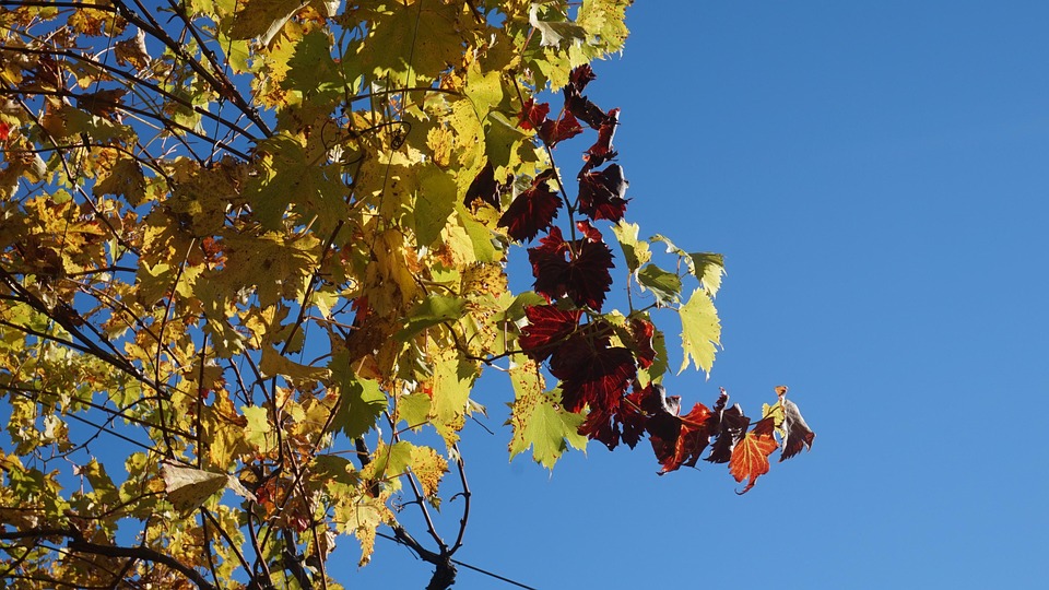 Blatt Baum Herbst - Kostenloses Foto auf Pixabay - Pixabay