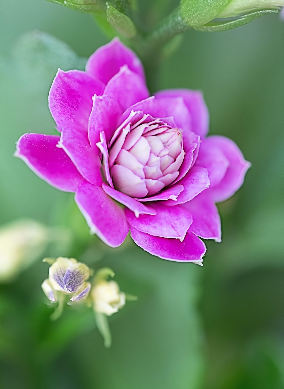 Flower Nature Flora - Free photo on Pixabay