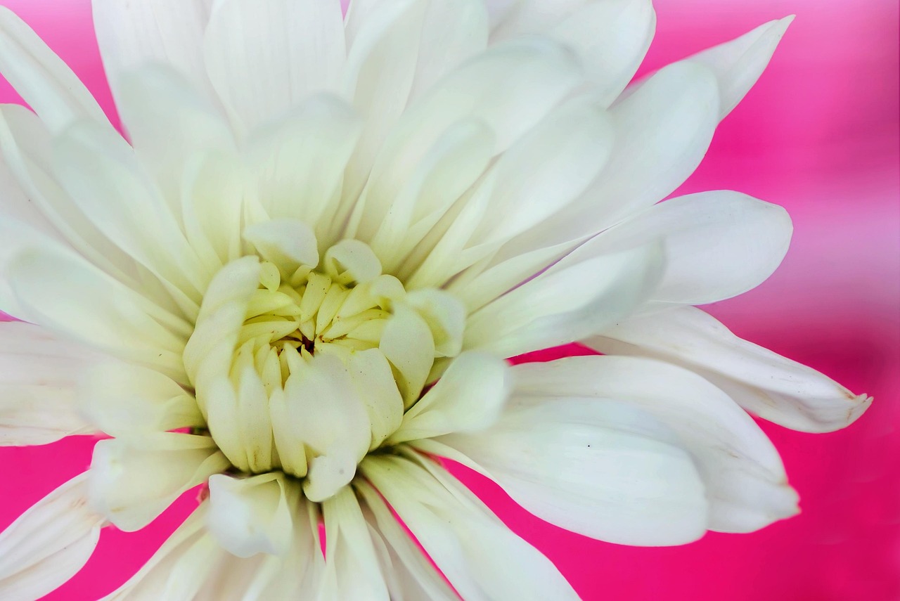 Bunga Alam Flora Daun - Foto gratis di Pixabay