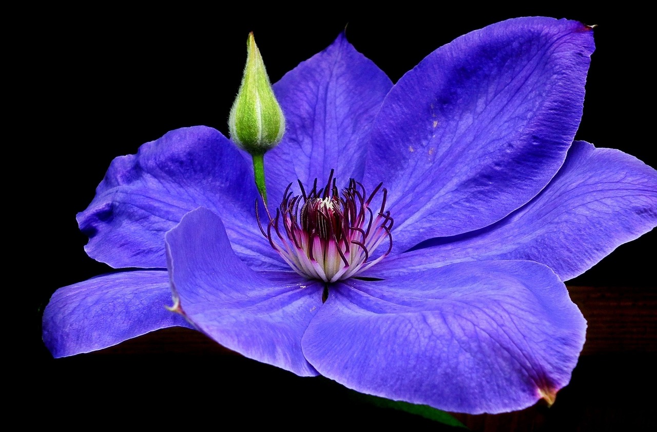 400,000+ Free Large Flowers & Nature Photos - Pixabay