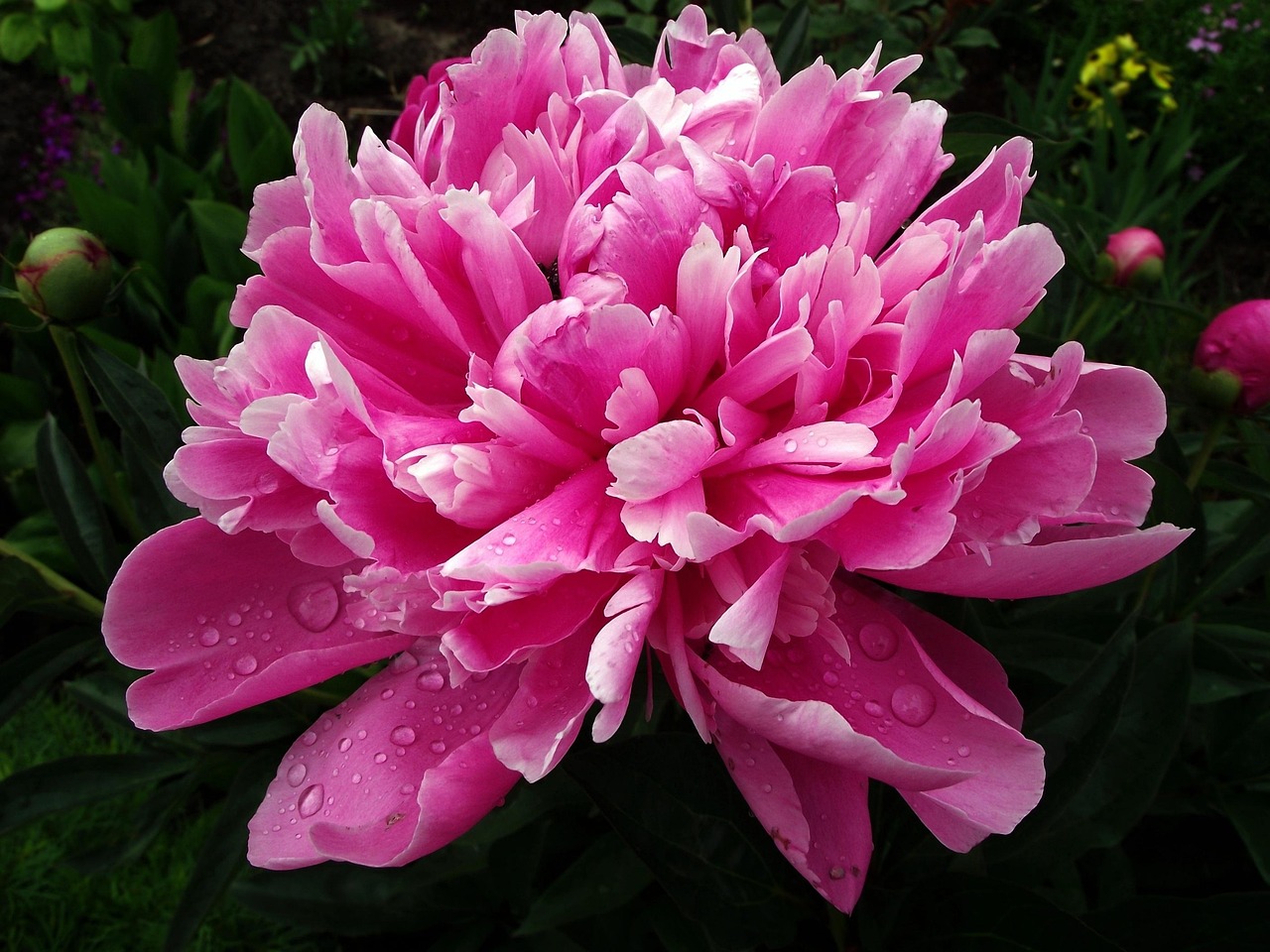 Flower Peony Pink - Free photo on Pixabay - Pixabay