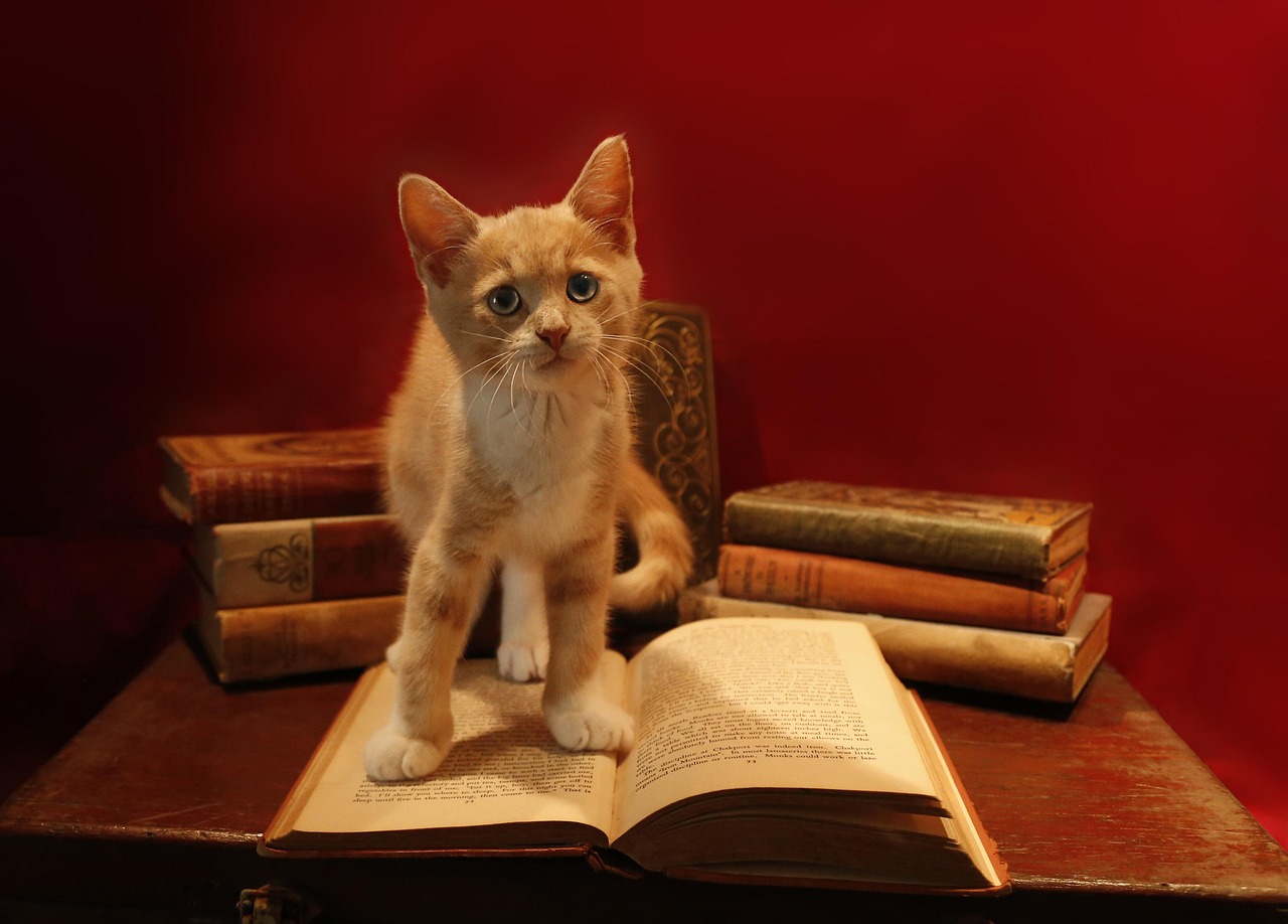 100+ Free Cat With Book & Cat Images - Pixabay