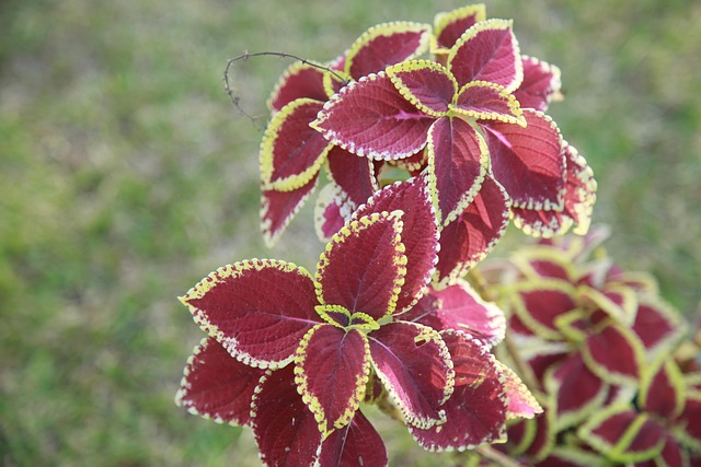 Nature Leaf Flower - Free photo on Pixabay - Pixabay
