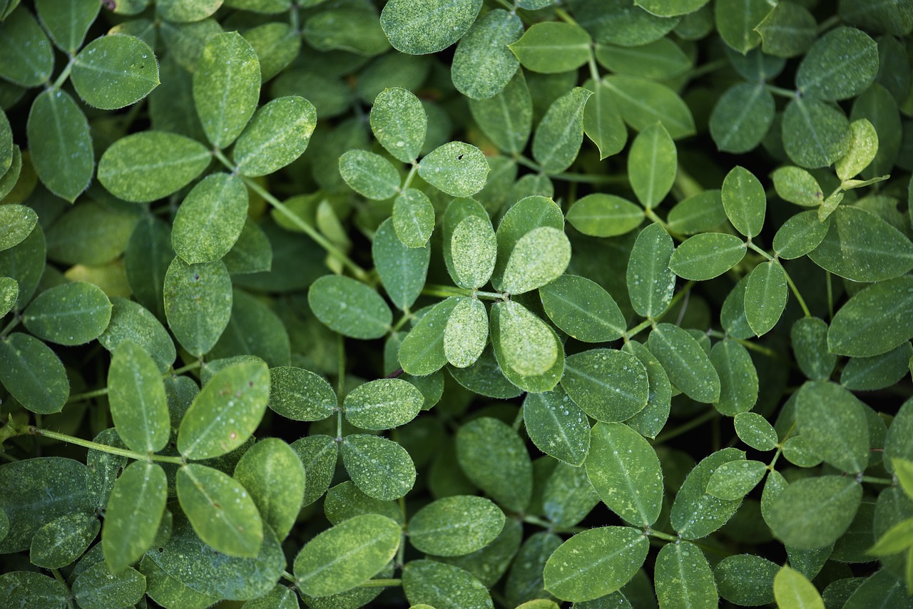 Leaf Flora Growth - Free photo on Pixabay