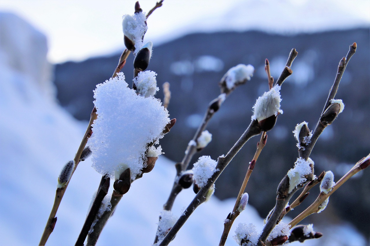 Base Outside Frost - Free photo on Pixabay