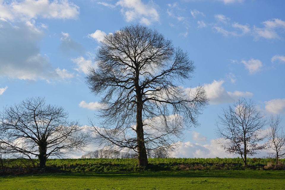 Tree Bare Without Leaves - Free photo on Pixabay