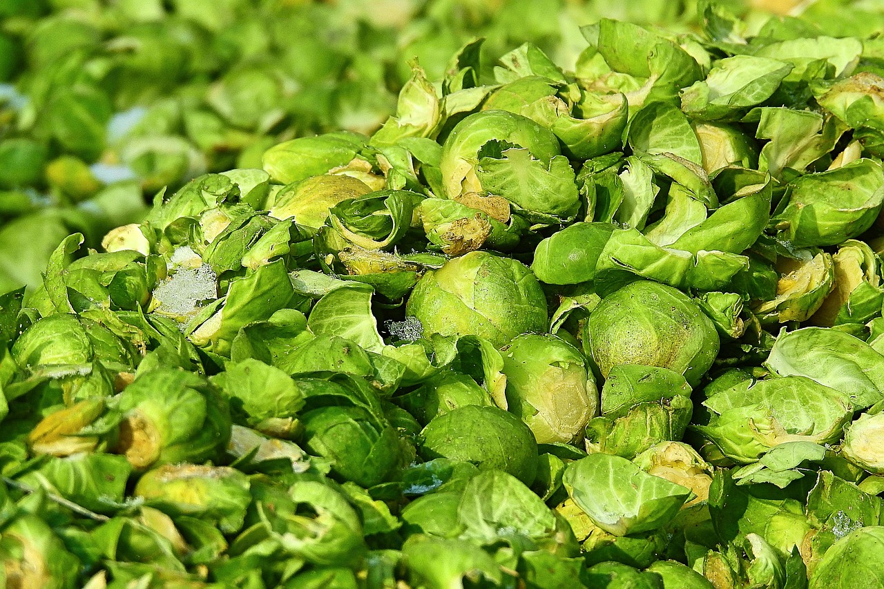 Food Plant Brussels - Free photo on Pixabay