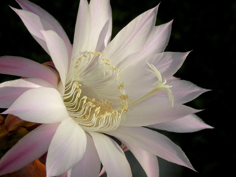 Çiçek Lotus Çiçekli - Pixabay'de ücretsiz fotoğraf - Pixabay