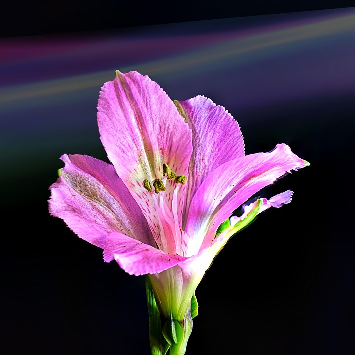 Flor Flora Naturaleza El - Foto gratis en Pixabay - Pixabay