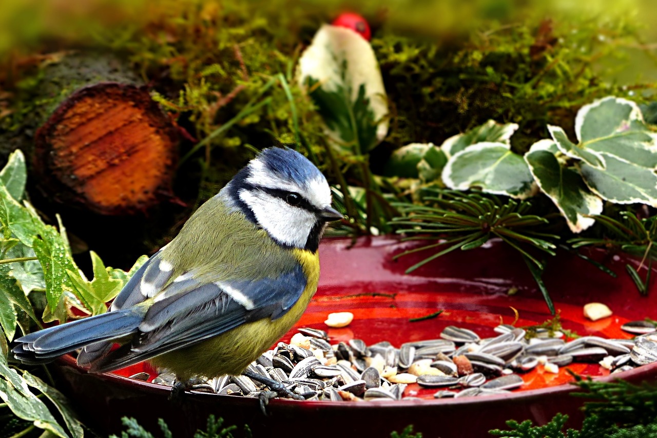 Satwa Burung Dada Tit - Foto gratis di Pixabay - Pixabay