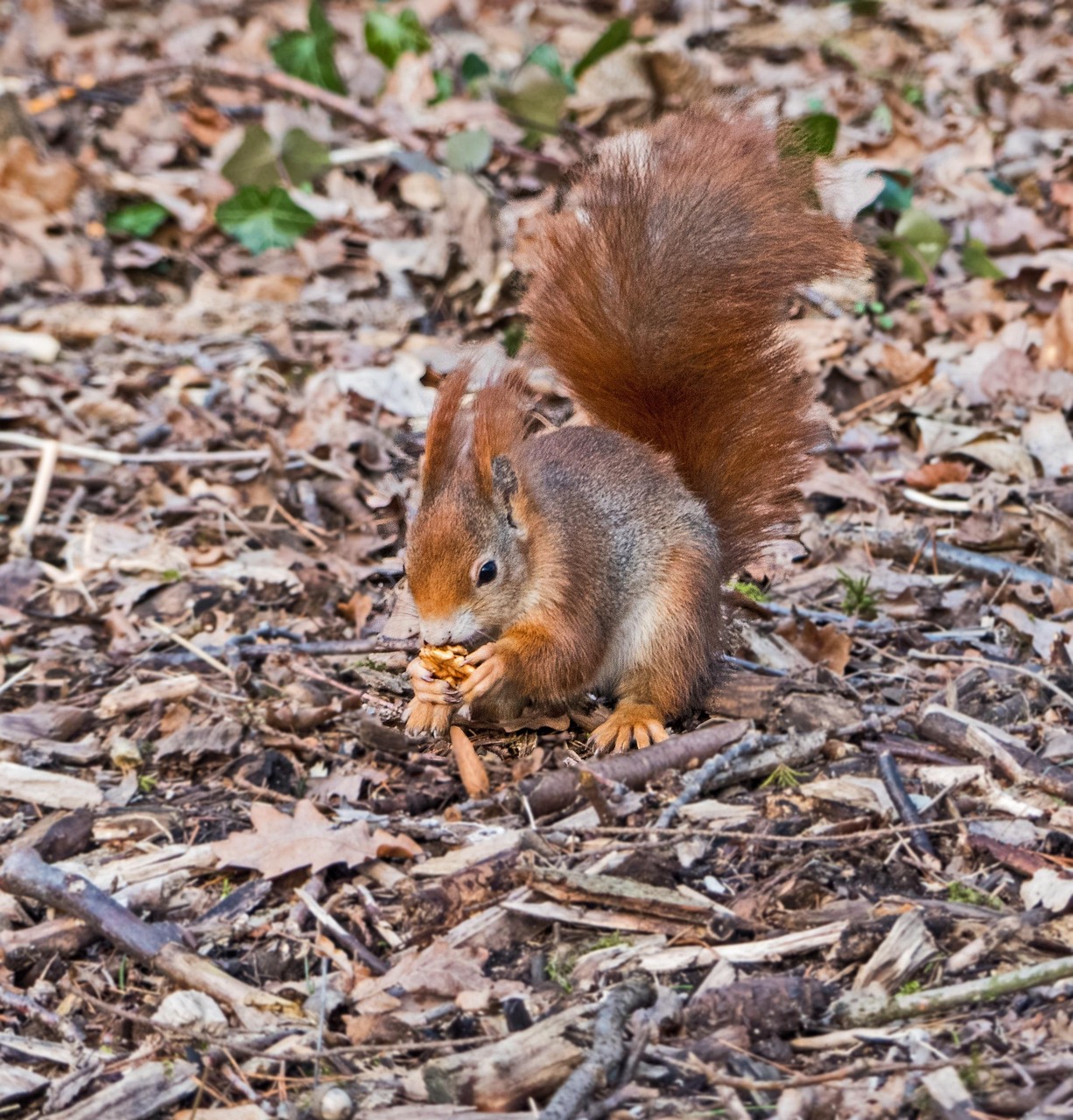 Nagetier Säugetier Eichhörnchen - Kostenloses Foto auf Pixabay - Pixabay
