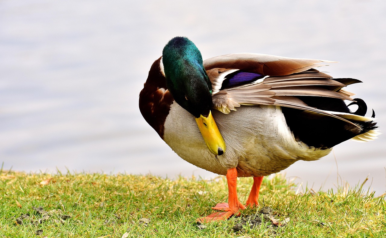 Pato Selvagem Drake - Foto gratuita no Pixabay - Pixabay