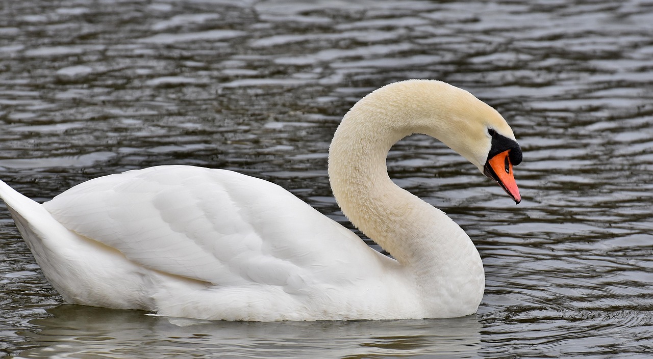 Schwan Nahaufnahme Vogel - Kostenloses Foto auf Pixabay - Pixabay