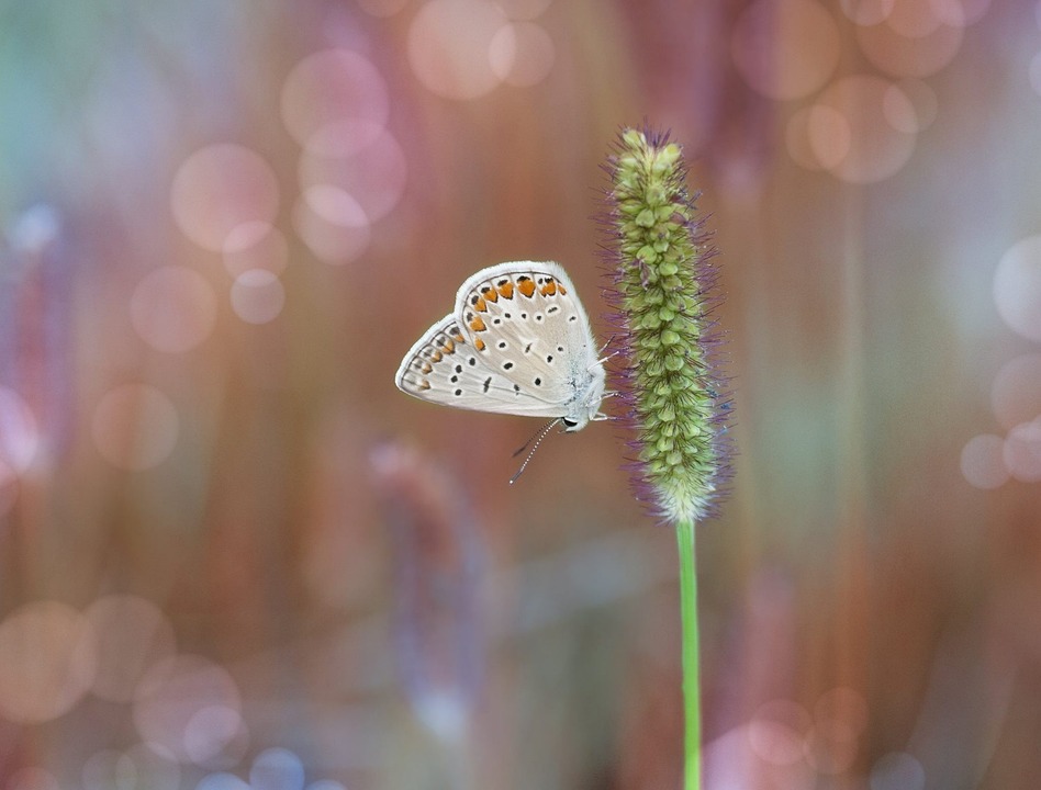 Nature Fleur Flore En Plein - Photo gratuite sur Pixabay