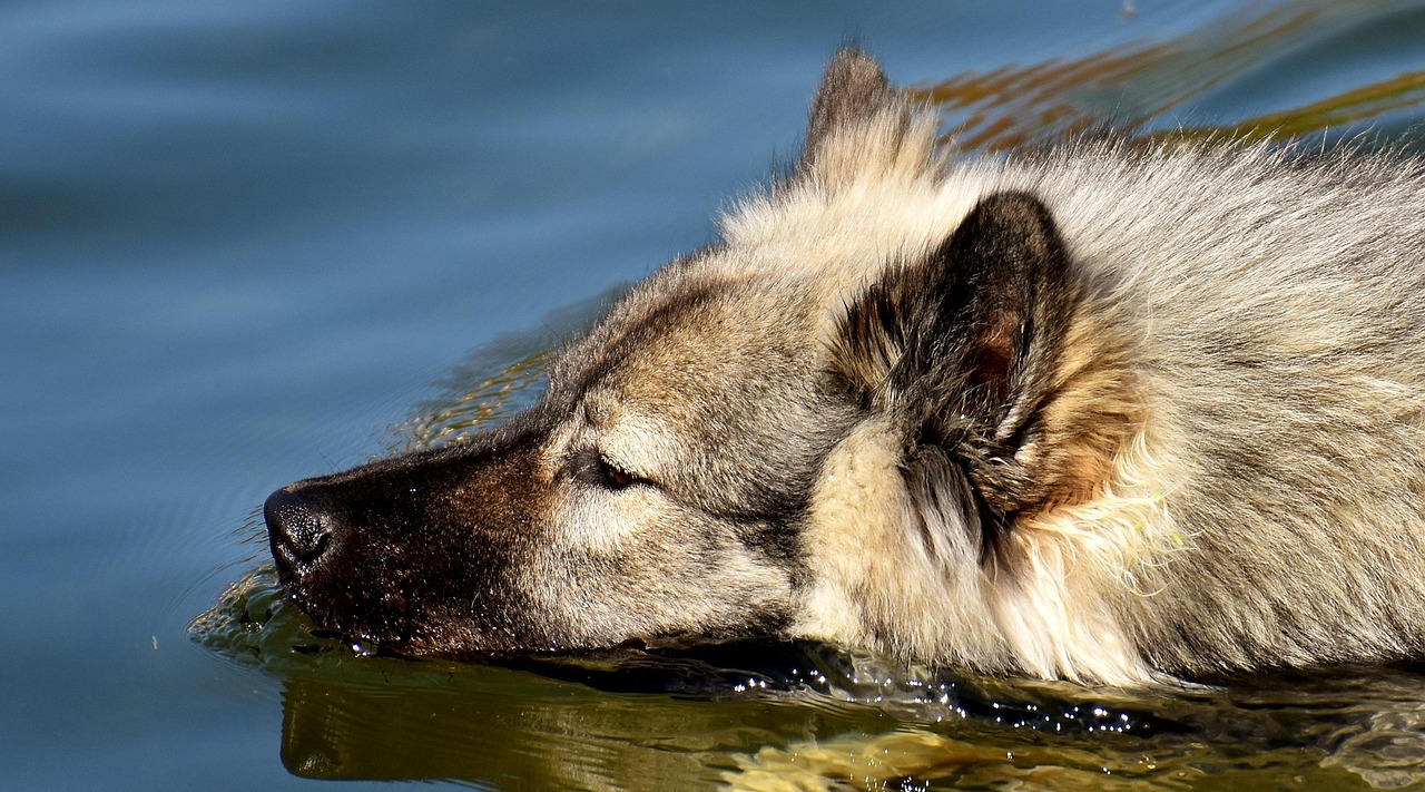 300+ Free Dog Swimming & Dog Images - Pixabay
