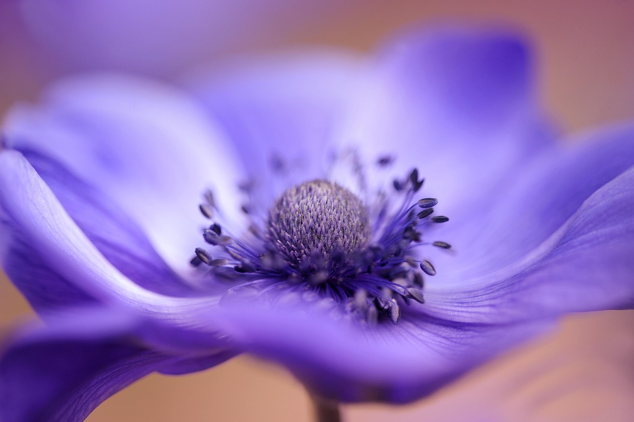 3,000+ Free Anemone & Flower Images - Pixabay