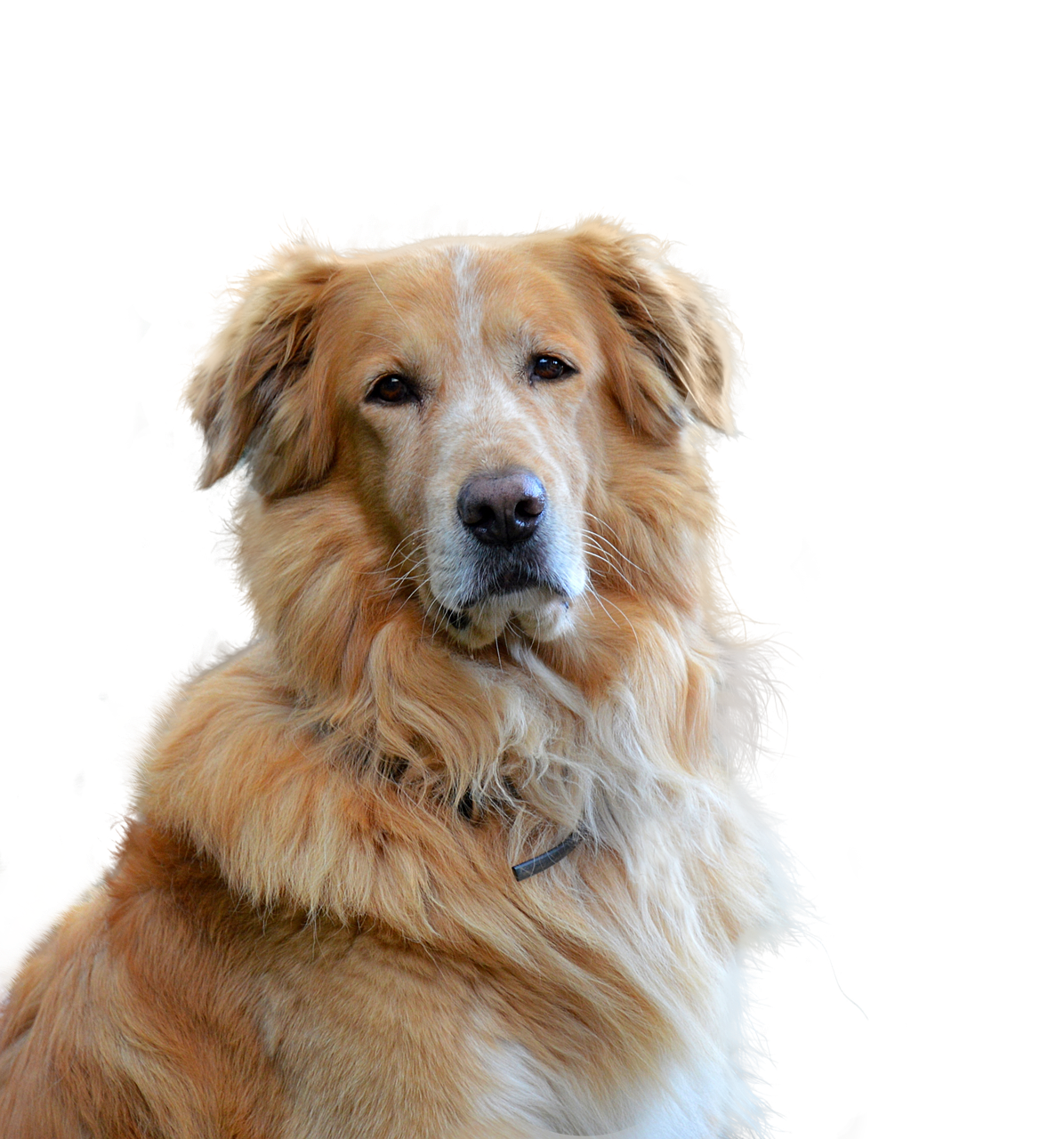 Golden Retriever Isolated Dog - Free photo on Pixabay