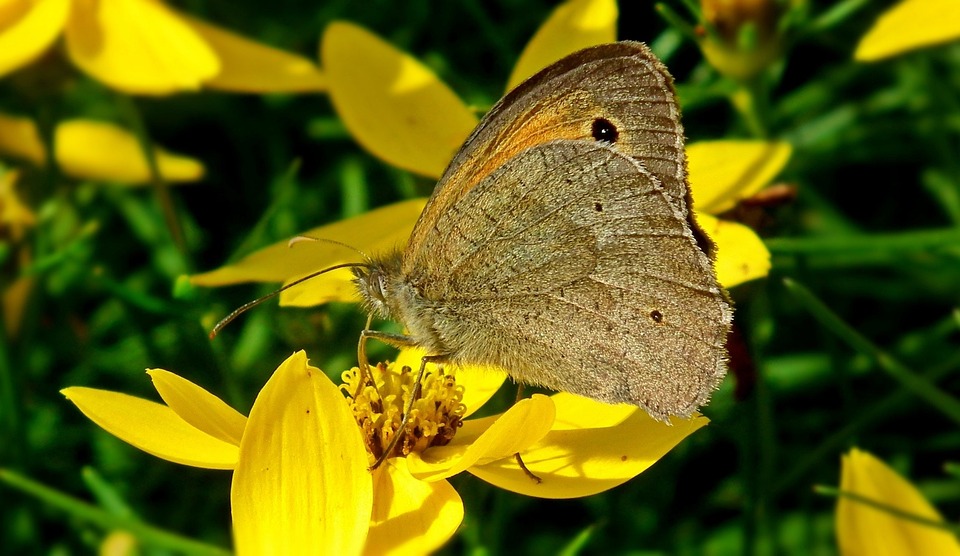 Nature Les Papillons Diurnes Fleur - Photo gratuite sur Pixabay
