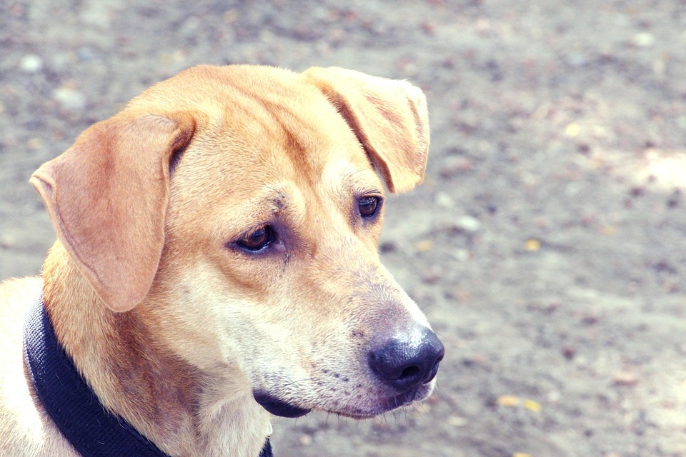 Cão Animal Bonitinho Animais De - Foto gratuita no Pixabay - Pixabay