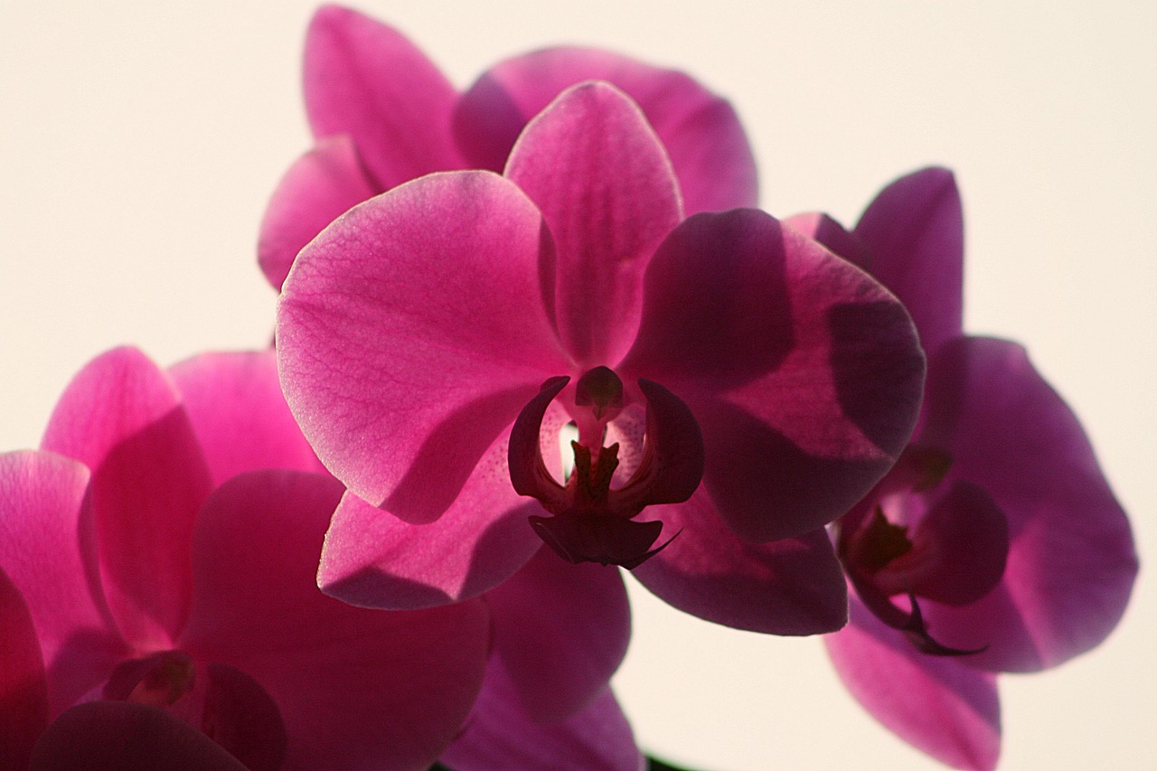 7,000+ Free Orchids & Nature Images - Pixabay